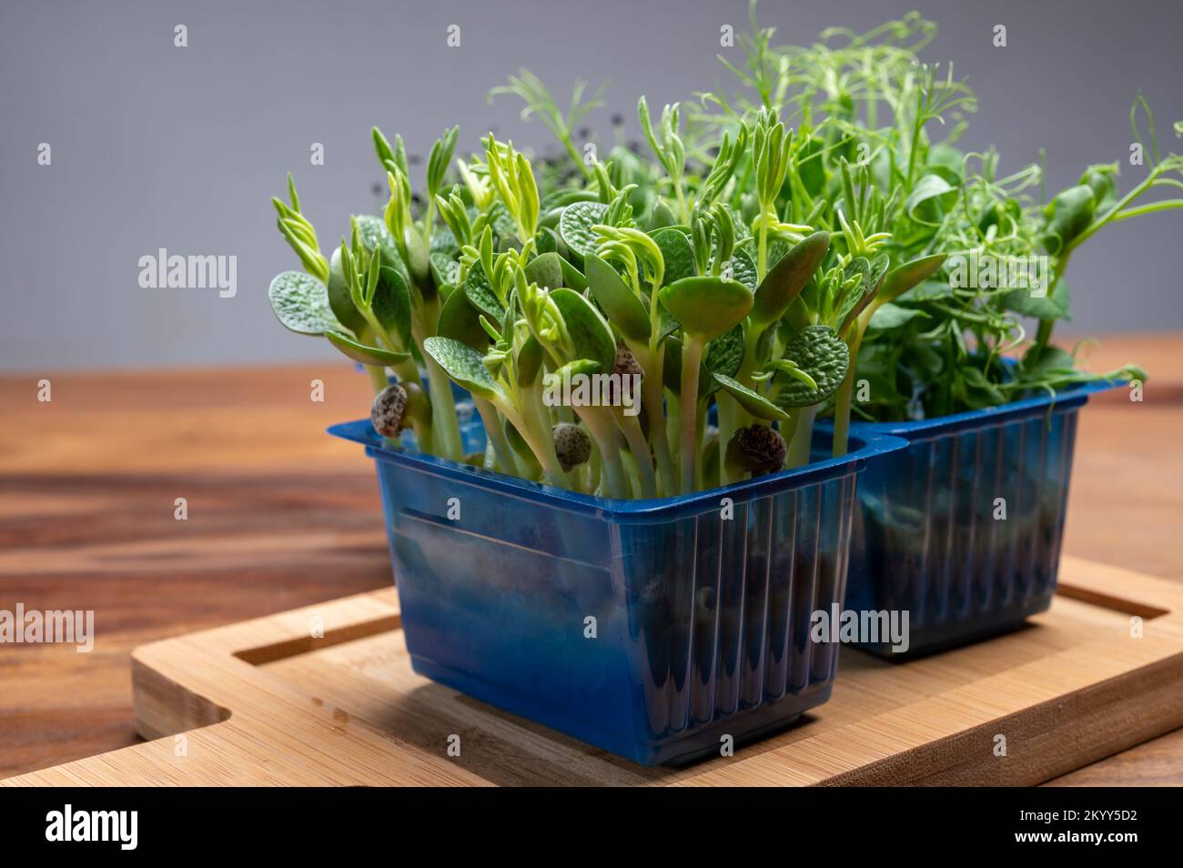 Healthy food, young sprouts plants of green garden cress and lupin ...