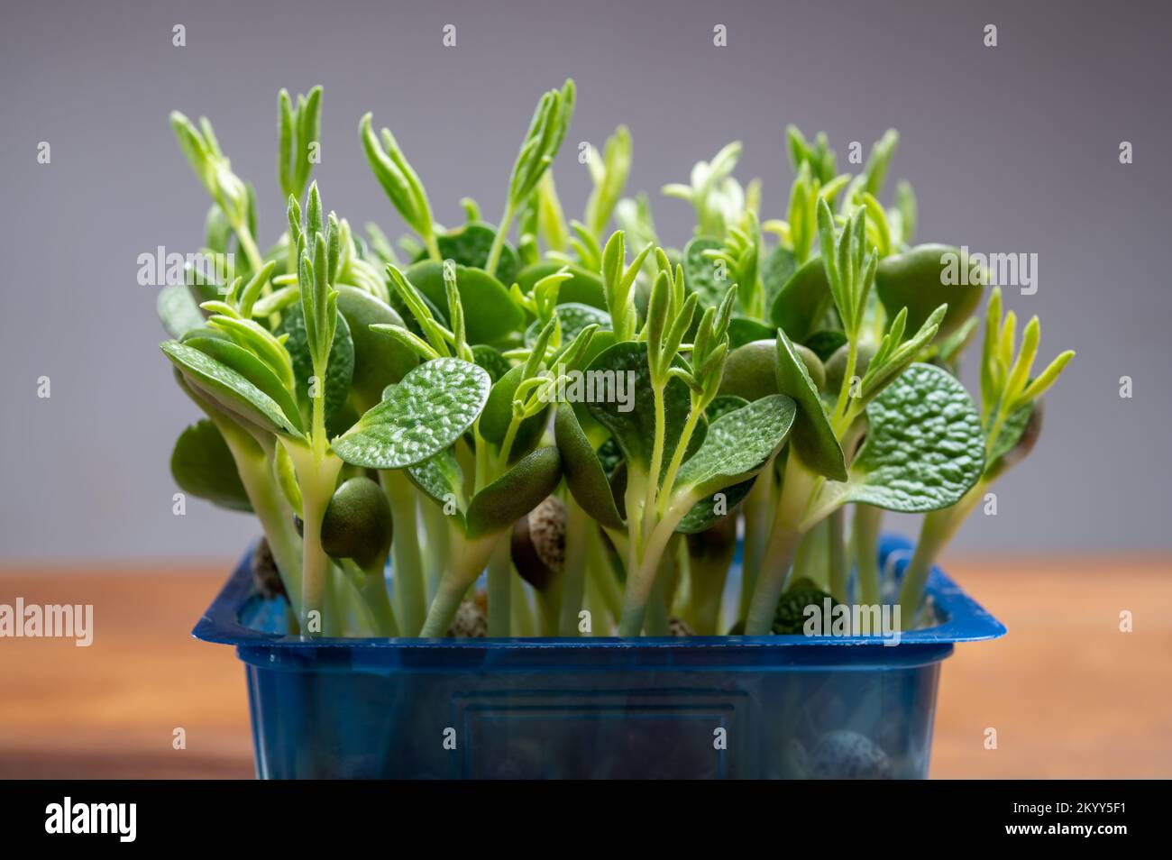 Healthy food, young sprouts plants of green garden cress and lupin ...