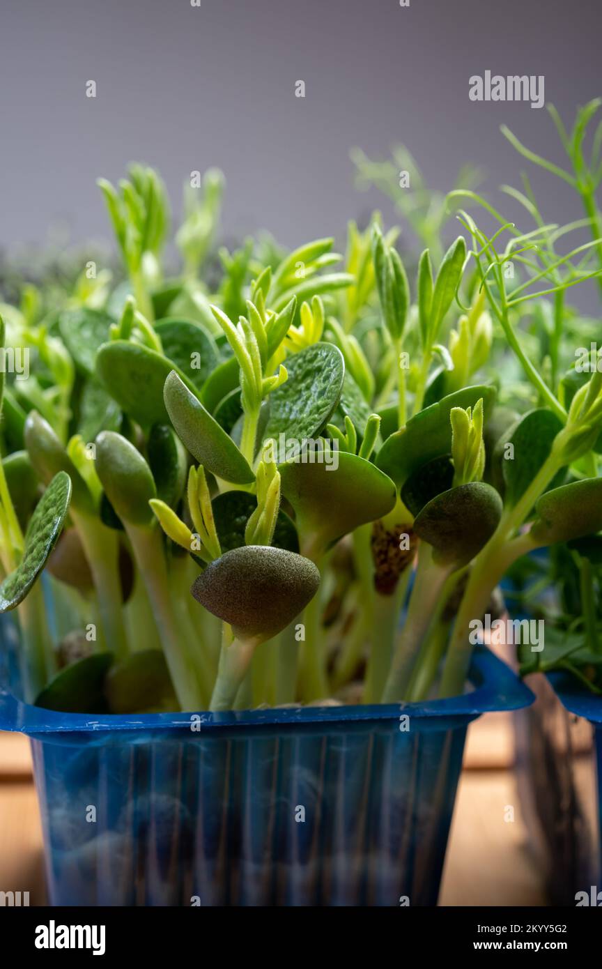 Healthy food, young sprouts plants of green garden cress and lupin ...