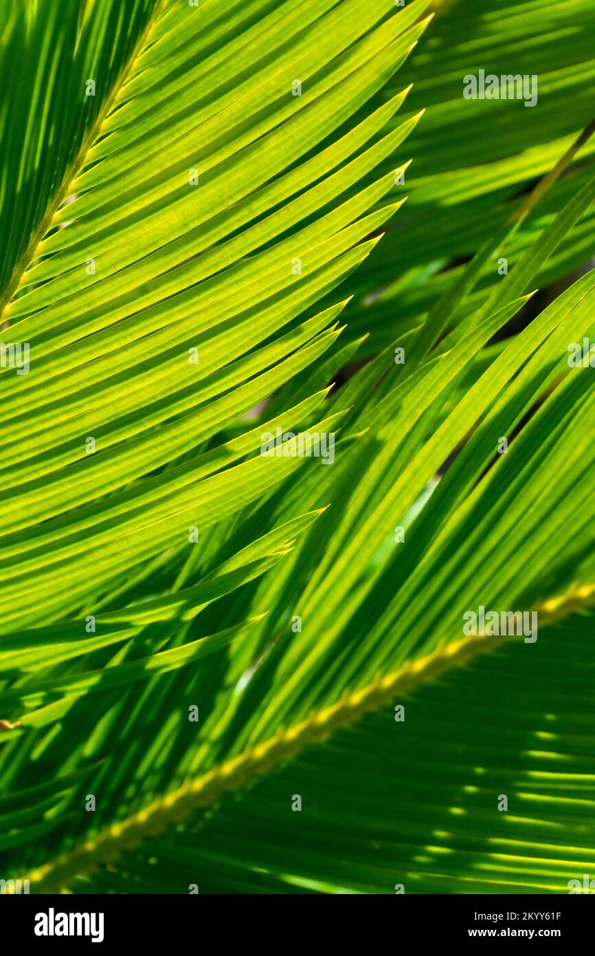 Green natural background of palm leaves Stock Photo - Alamy
