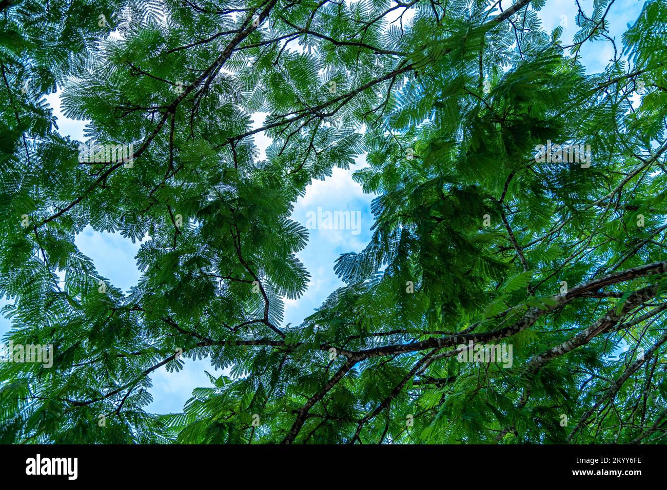 schizolobium tree in the South American jungle Stock Photo - Alamy