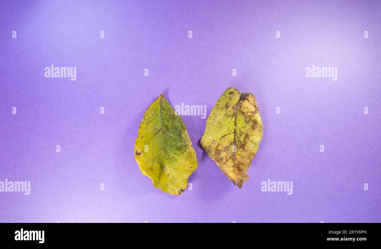two faded Autumn leaves isolated on a purple background Stock Photo - Alamy