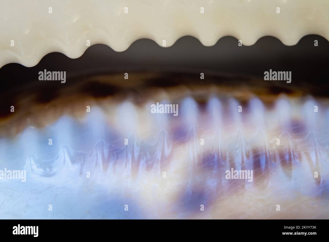 Tigris shell hi-res stock photography and images - Alamy