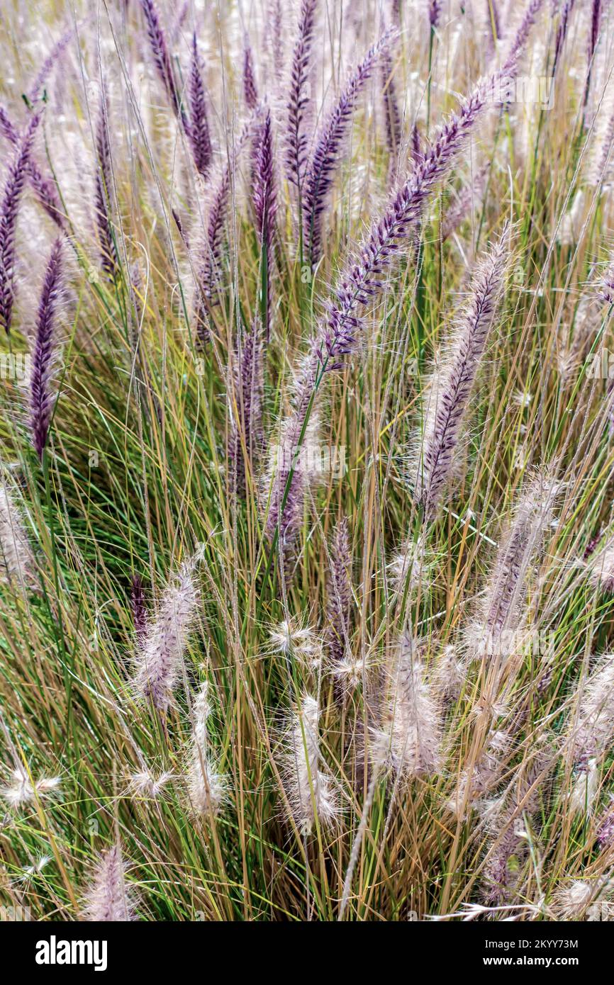 Grasses grass hi-res stock photography and images - Alamy