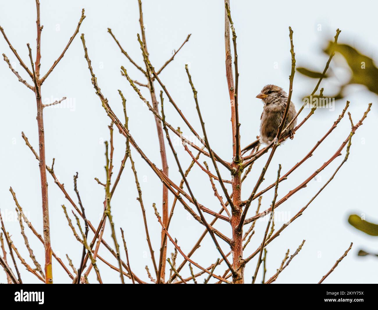 A Baby Sparrow taking a rest between Flights Stock Photo - Alamy