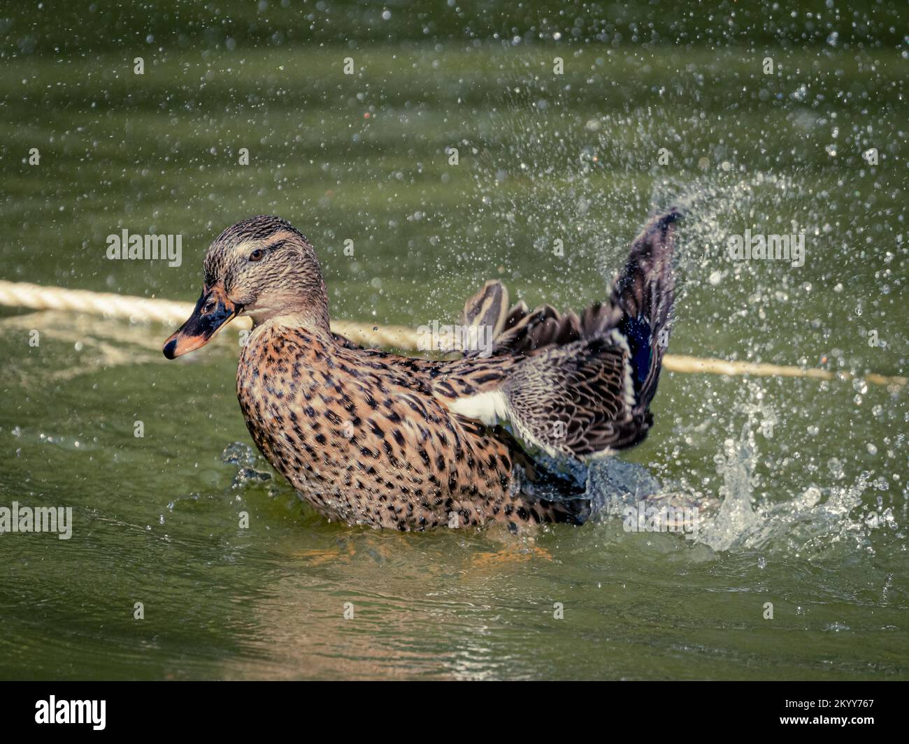Female Mallard Duck Splashing water Stock Photo - Alamy