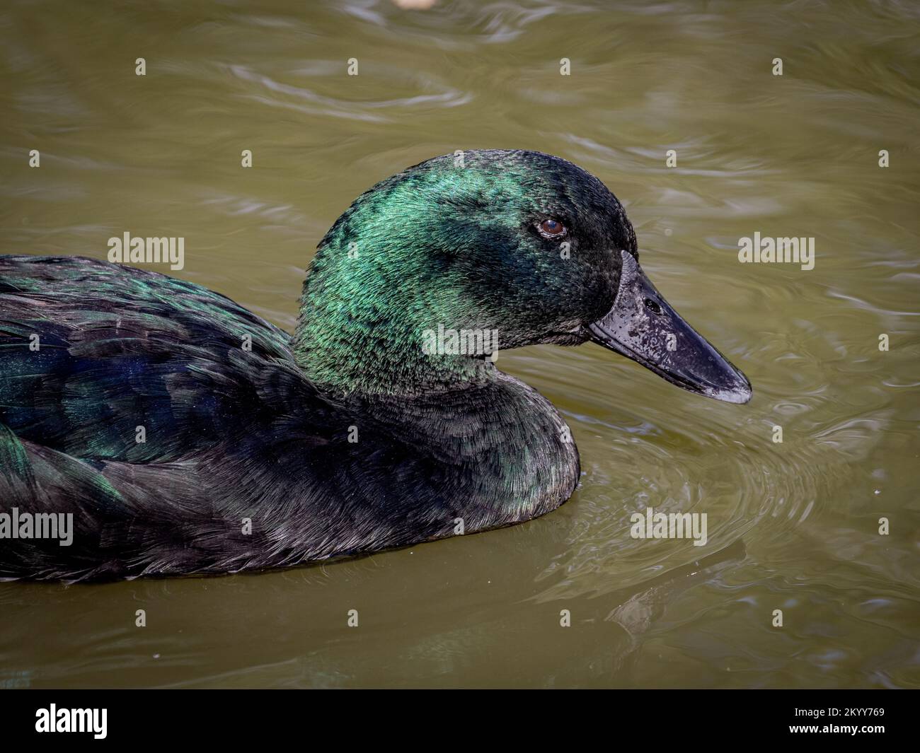 A Close Up of a Male Mallard Stock Photo - Alamy
