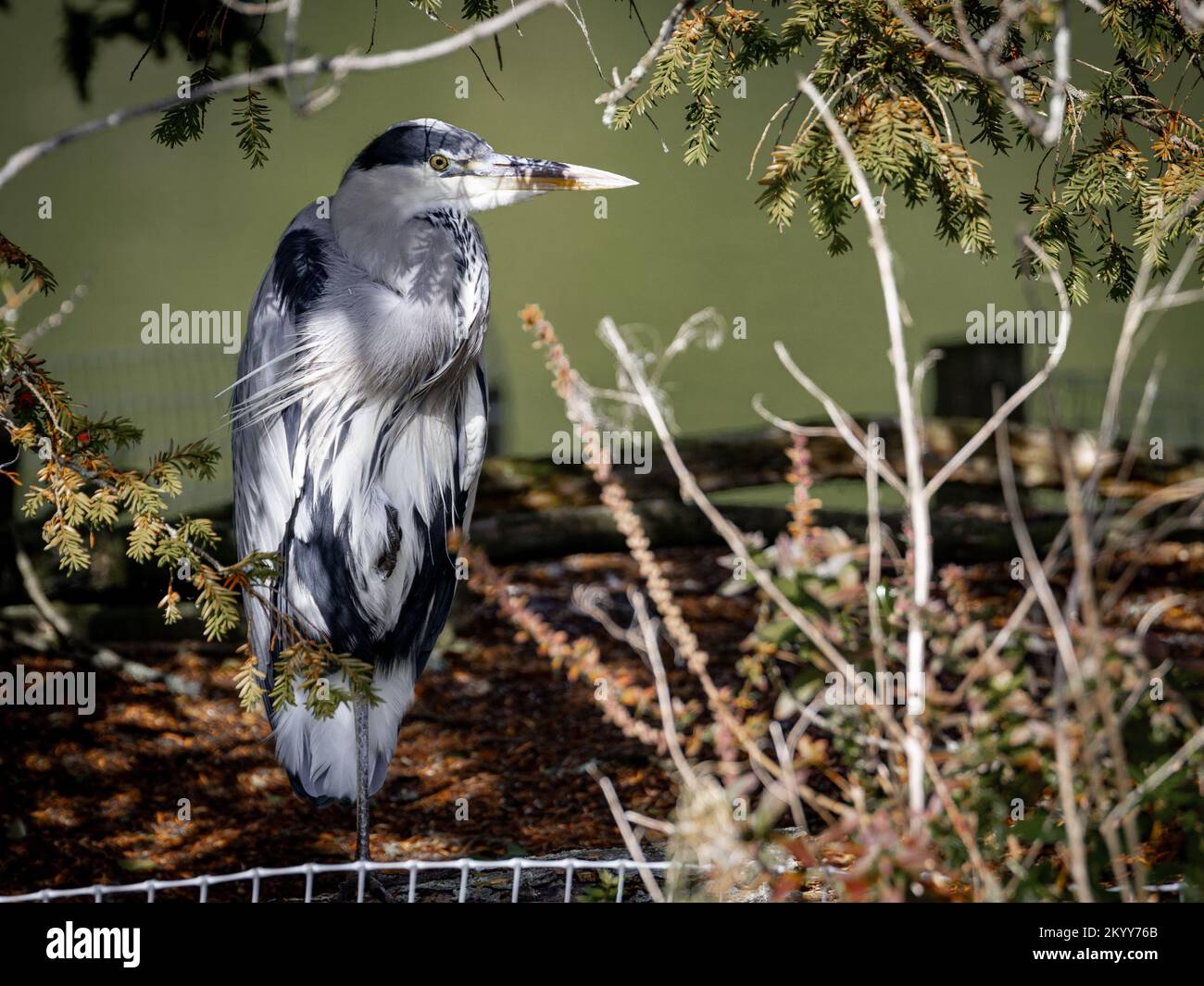 A Grey Heron standing on one leg Stock Photo - Alamy