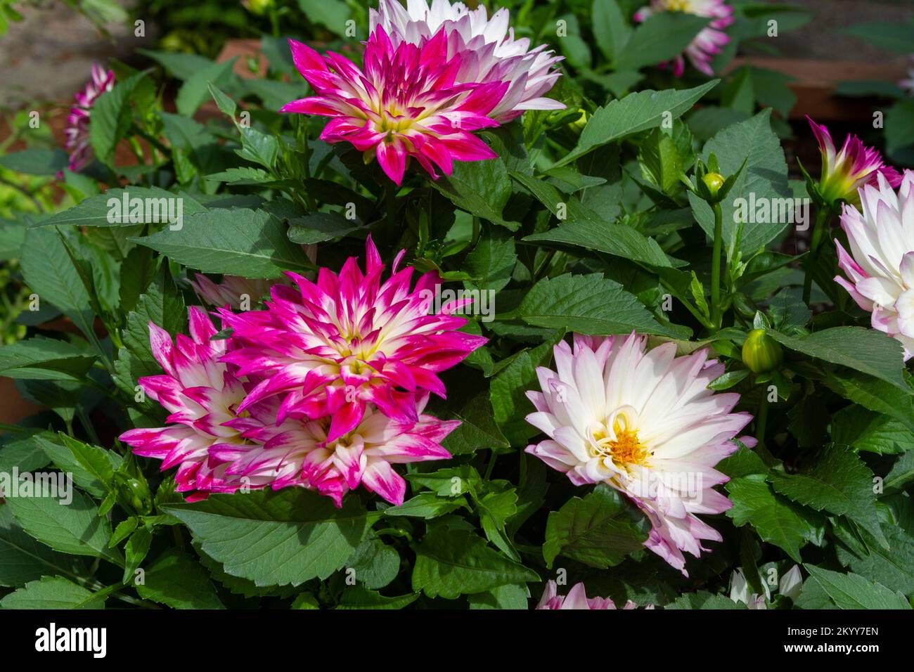 Colorful white and deep pink flowers of the Dahlia XXL Celaya (Dahlia ...