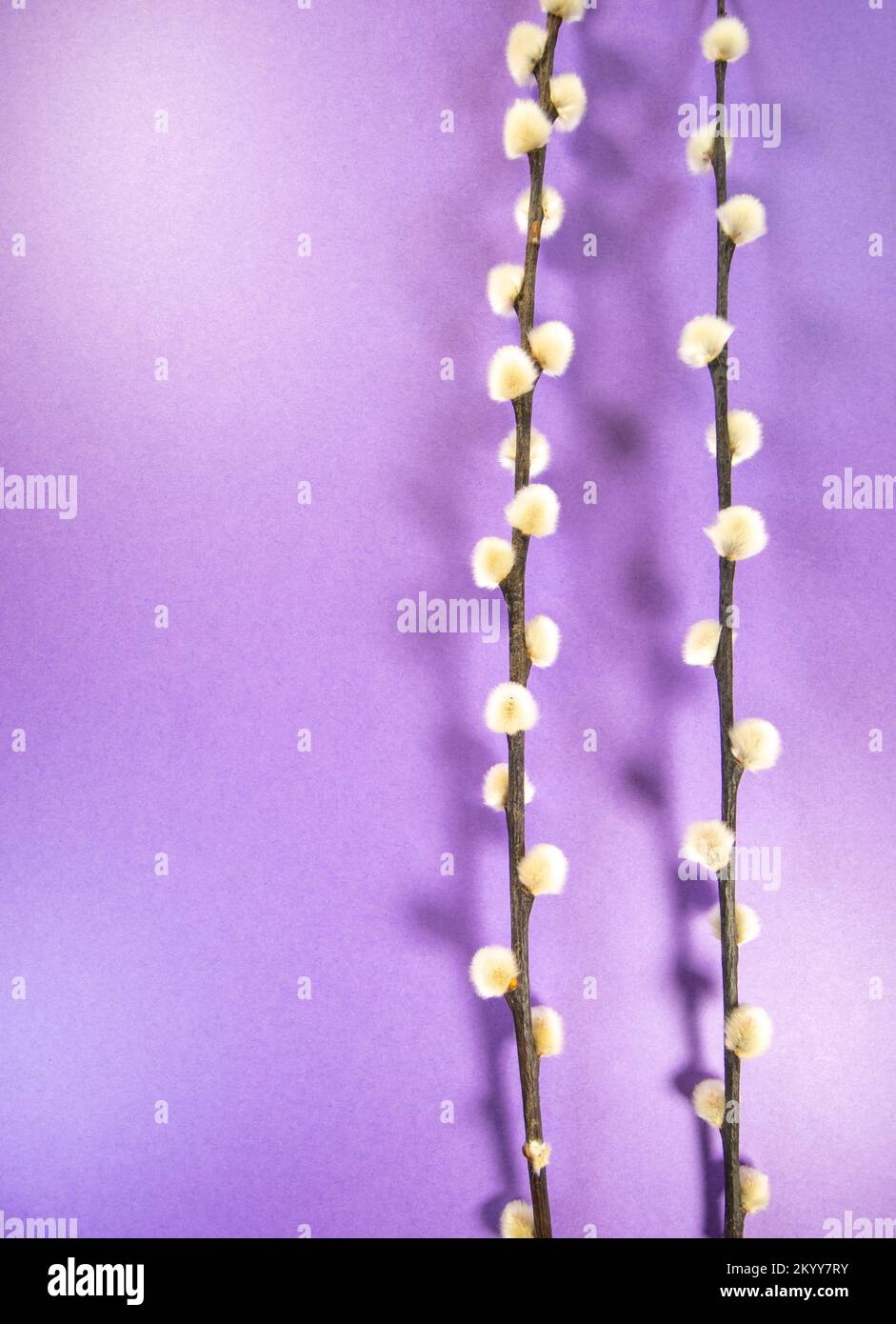 two vertical stems of Pussy Willow or Salix - furry catkins isolated on ...