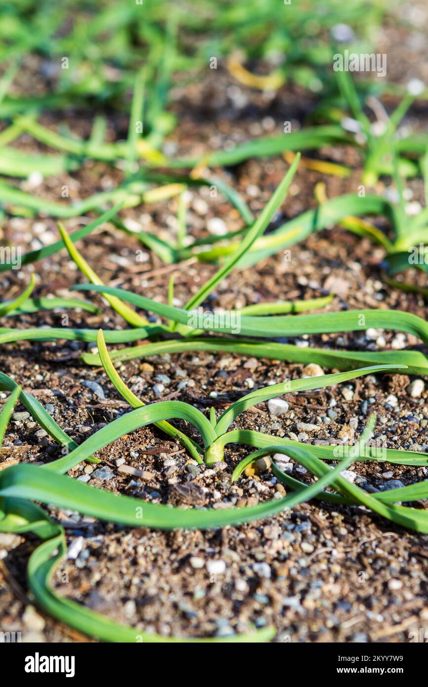 Hardneck garlic (Allium sativum var. ophioscorodon) sprouts emerging in ...