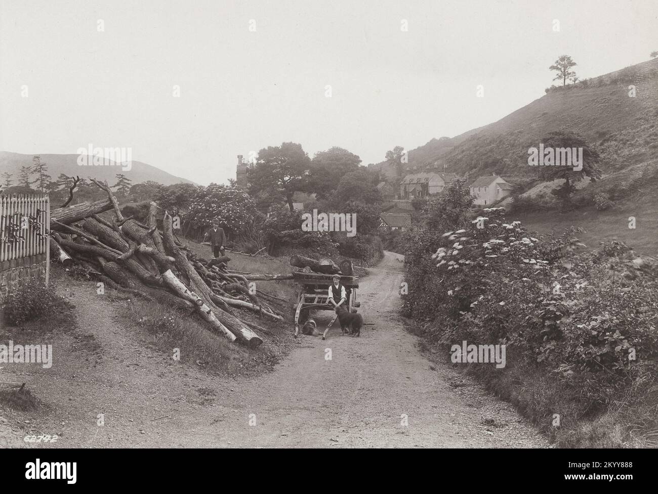 Vintage photograph - 1910 - Collecting wood, Long Mynd Hills, All ...