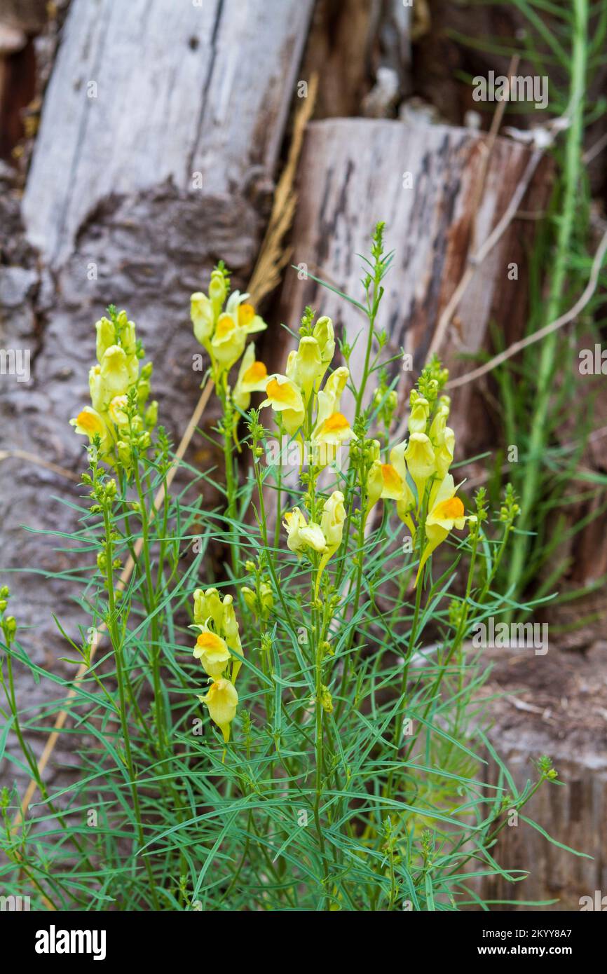 Yellow flowers of the perennial common toadflax (Linaria vulgaris ...