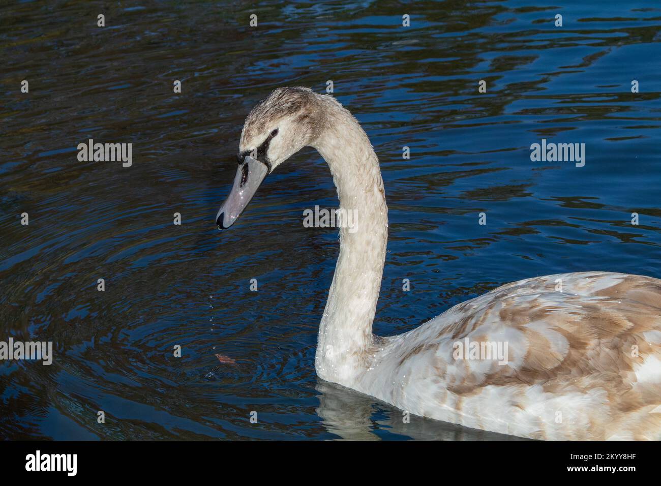 Swan body hi-res stock photography and images - Alamy