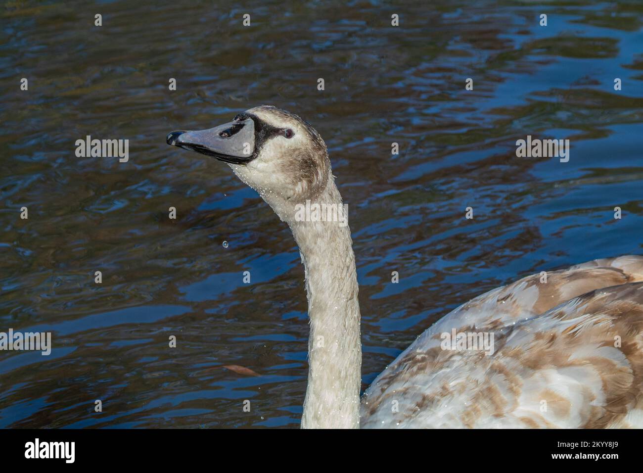 Swan body and neck Stock Photo - Alamy