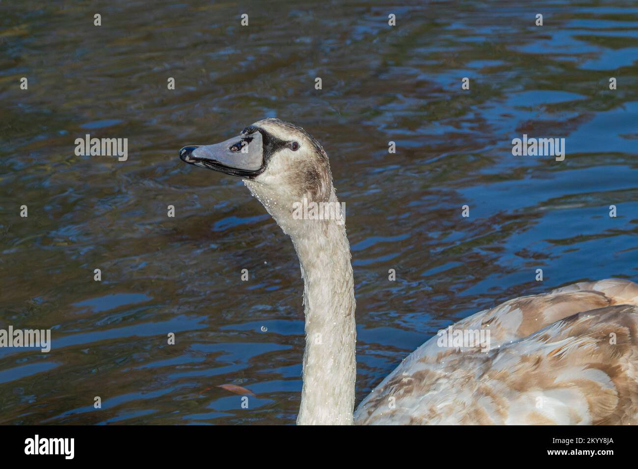 Swan body and neck Stock Photo - Alamy