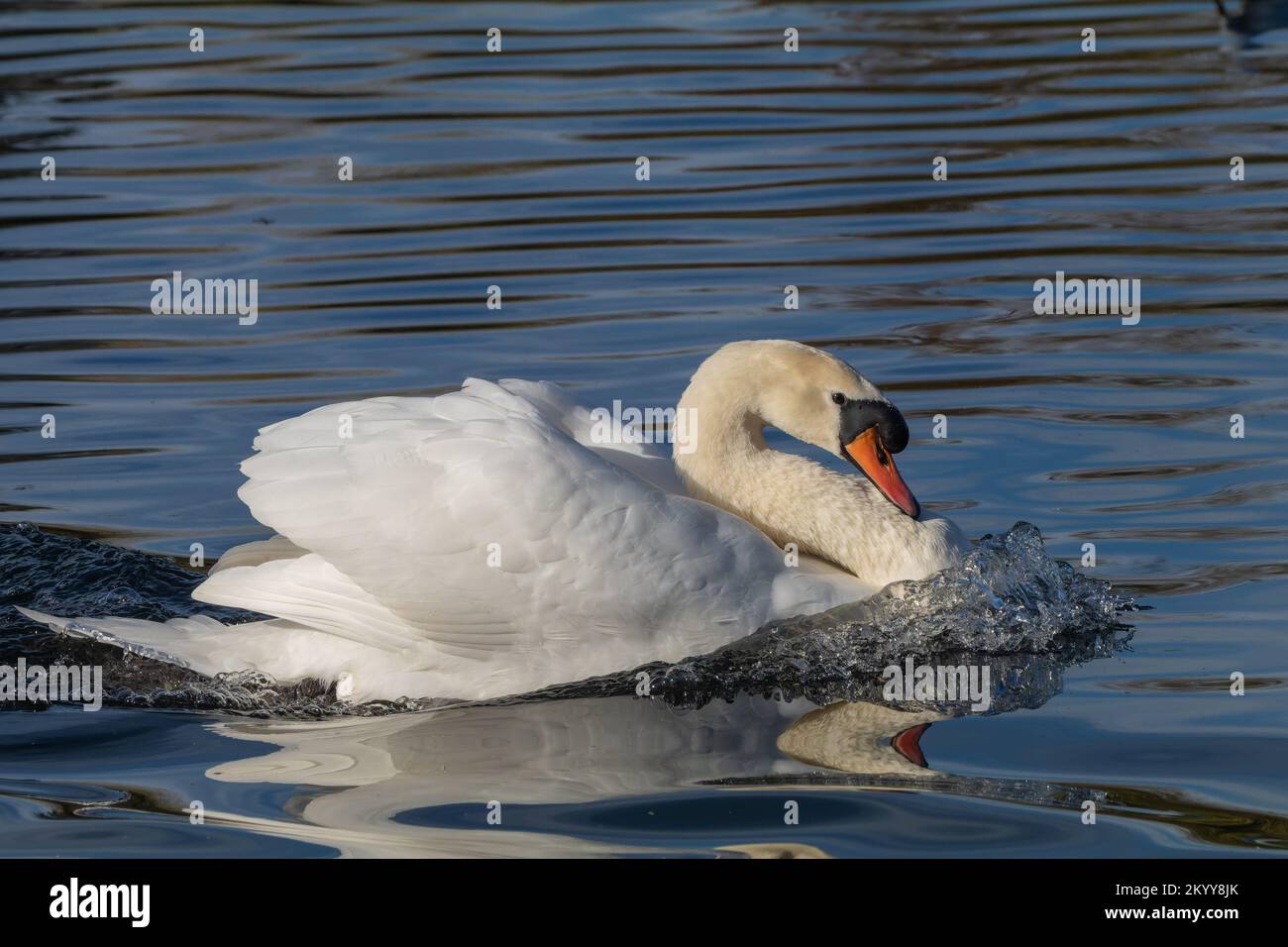 Fast moving animal hi-res stock photography and images - Alamy