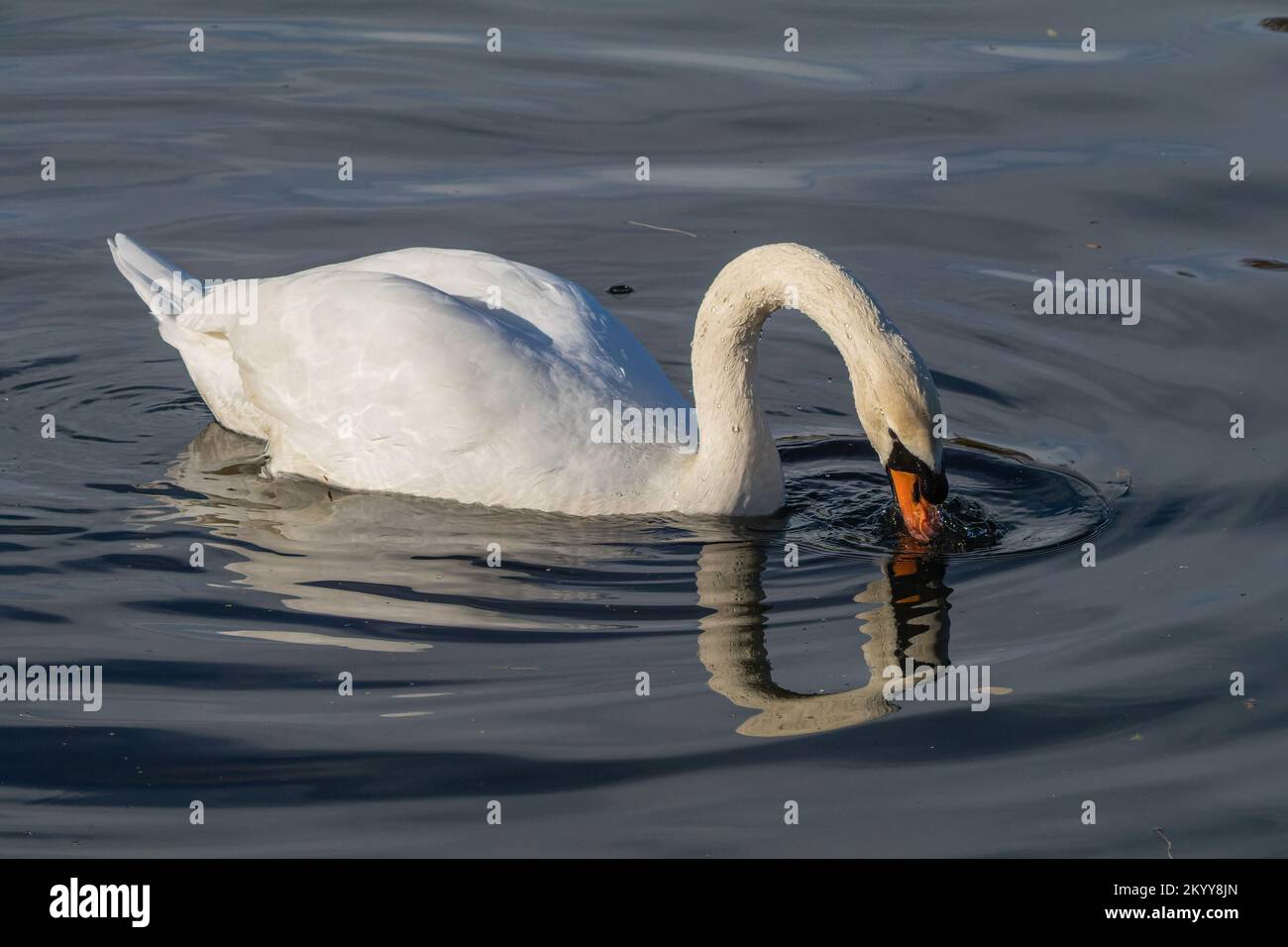 Swan producing some ripples on the water Stock Photo - Alamy