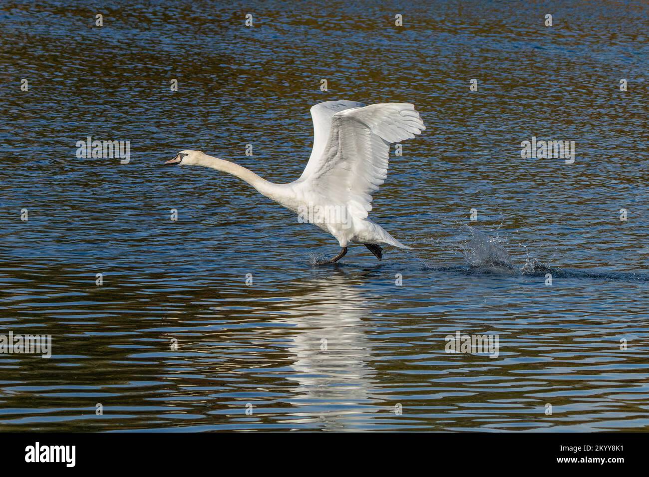 Swan in flight low to the water Stock Photo - Alamy