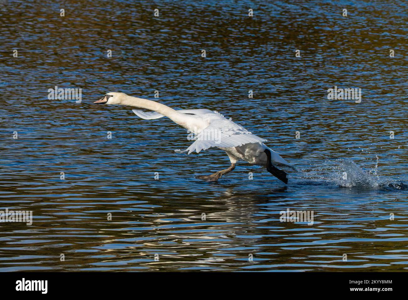 Swan in flight low to the water Stock Photo - Alamy