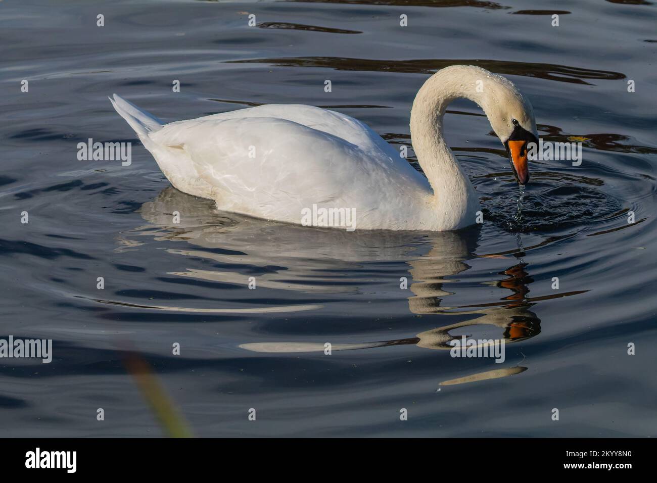 Swan with its reflection Stock Photo - Alamy