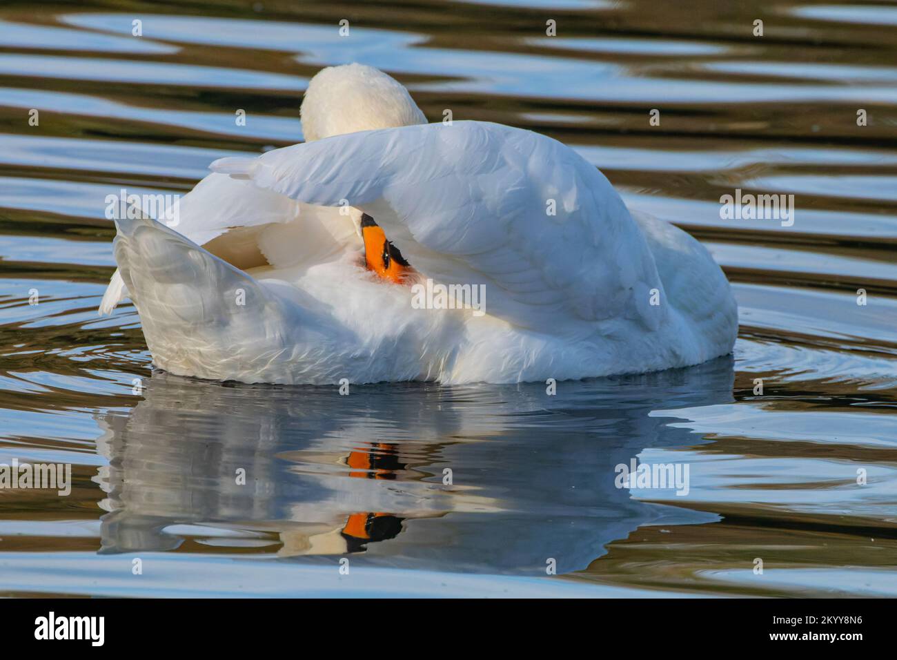 One must look ones best Stock Photo - Alamy
