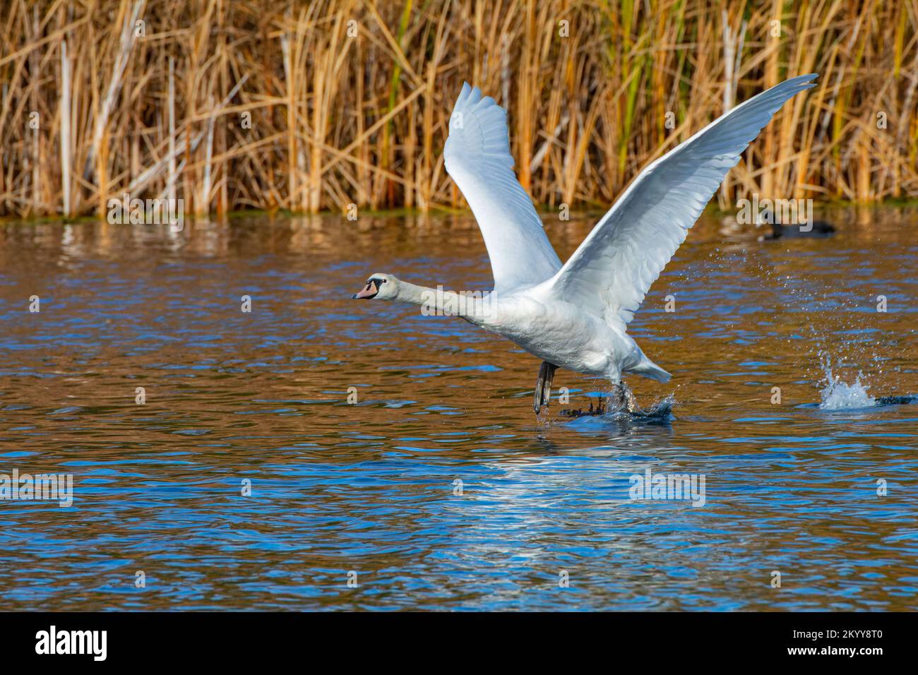 Swan in flight low to the water Stock Photo - Alamy
