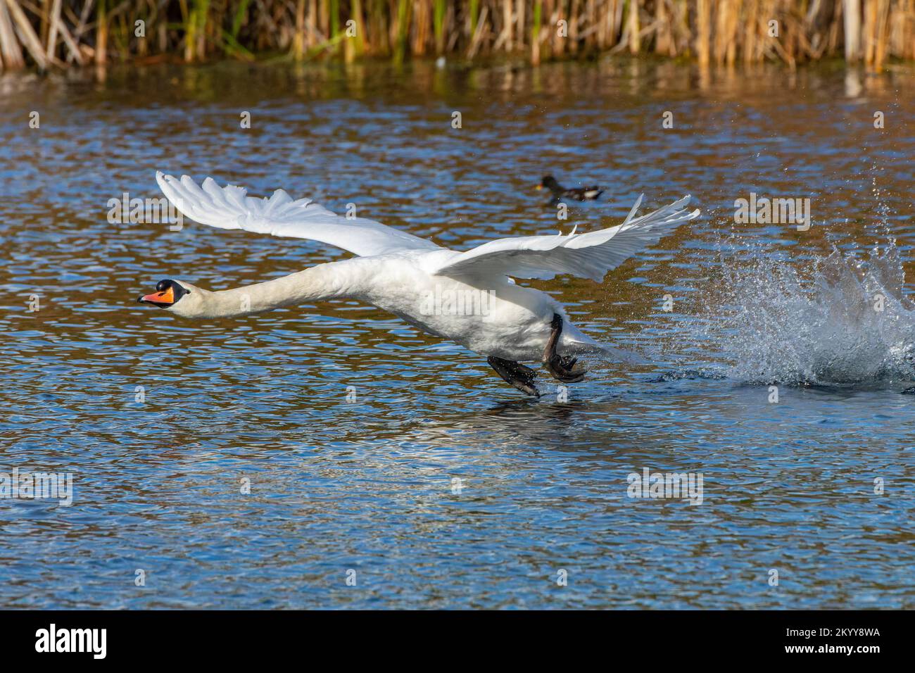 Swan in flight low to the water Stock Photo - Alamy