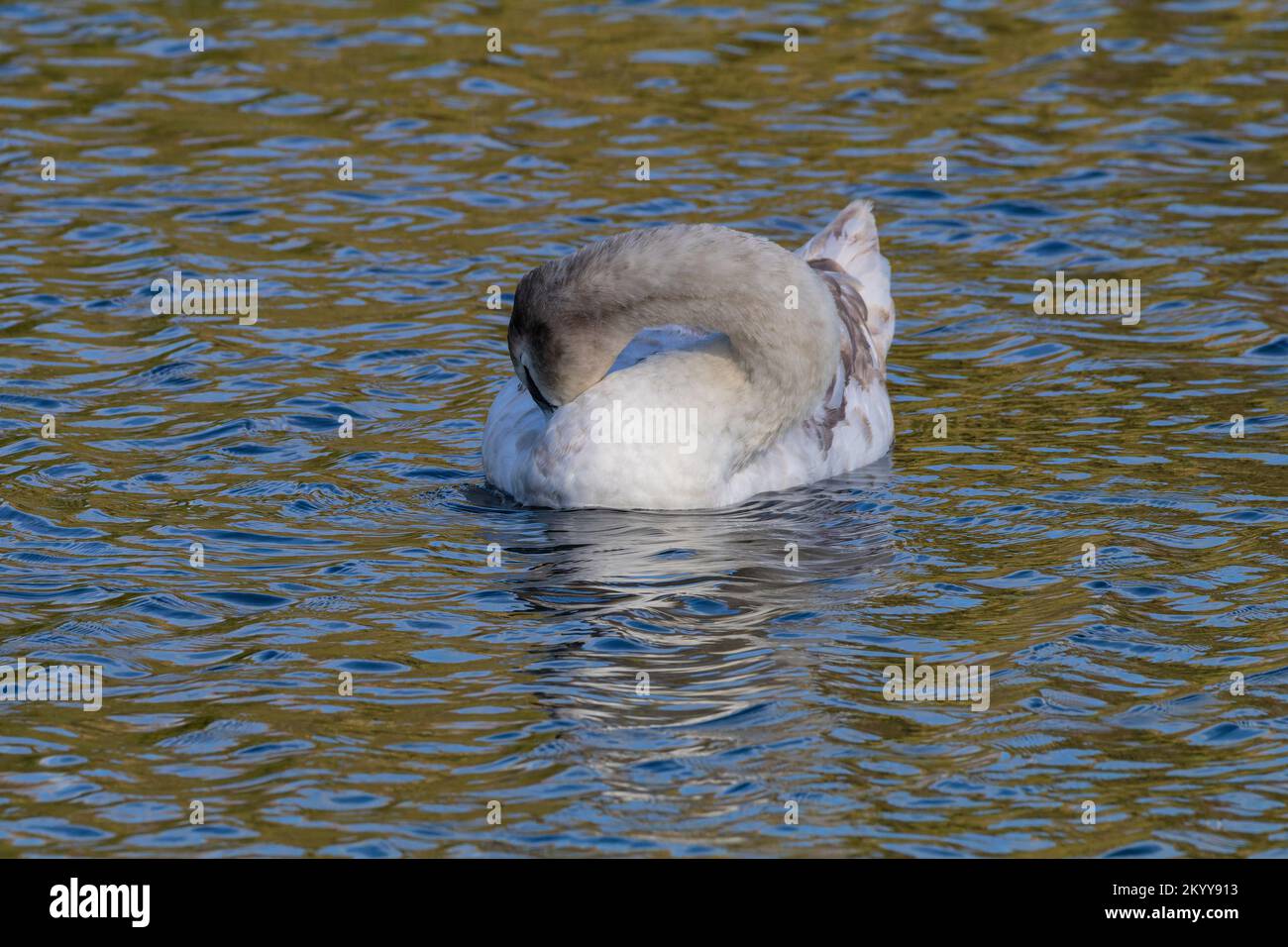 Juvenile black swan hi-res stock photography and images - Alamy