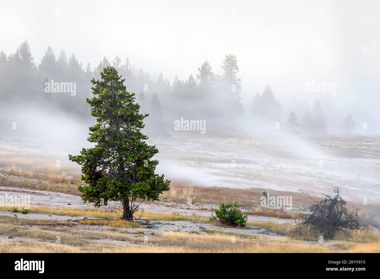 Upper gerser basin hi-res stock photography and images - Alamy