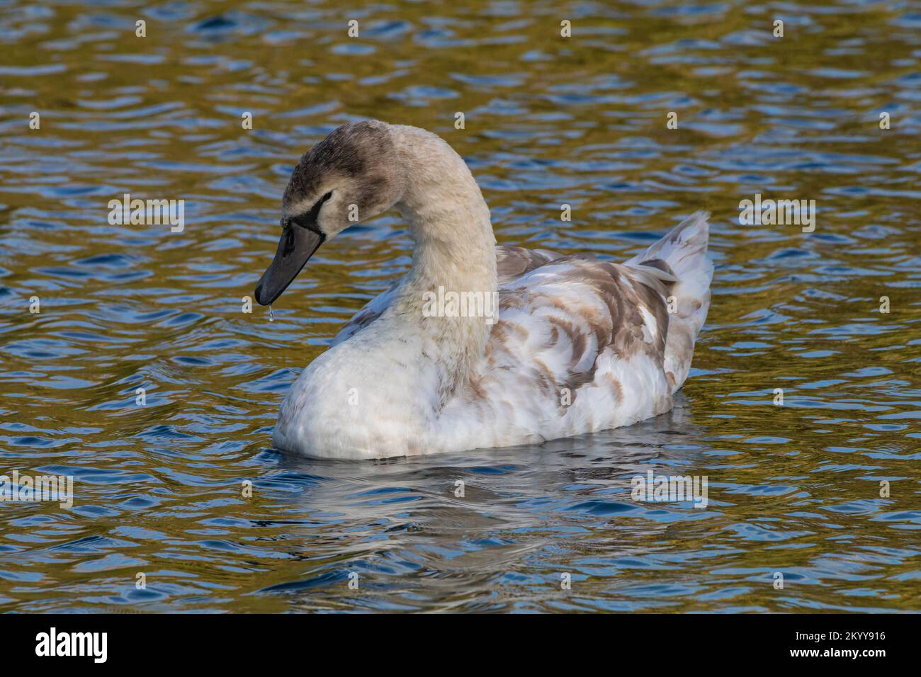 Juvenile swan enjoying the sunshine Stock Photo - Alamy