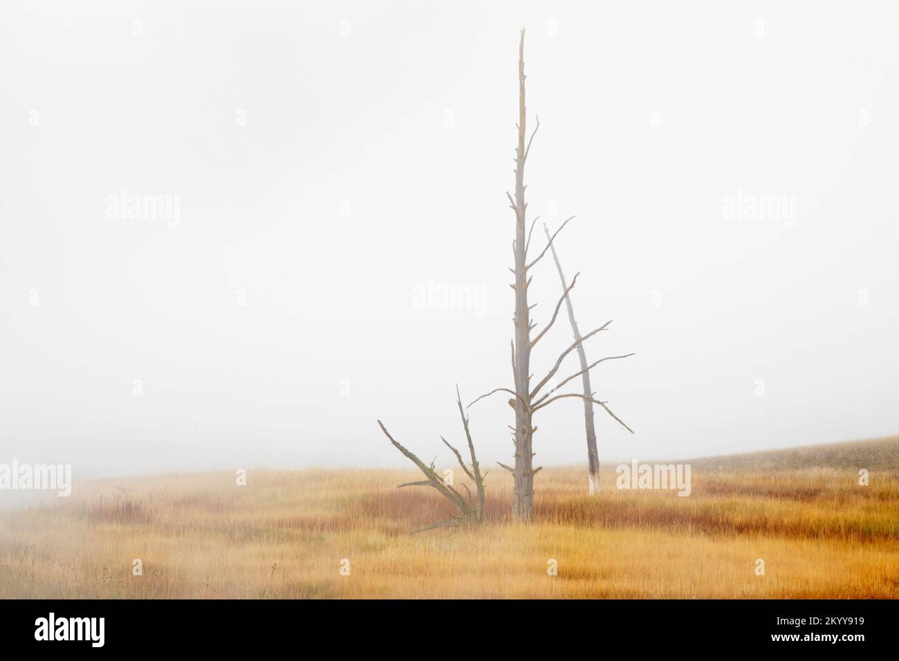 Alone fog one single hi-res stock photography and images - Alamy