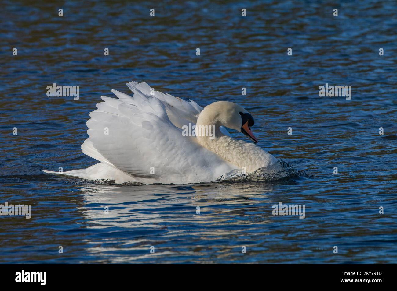 Swan showing off doing his thing Stock Photo - Alamy