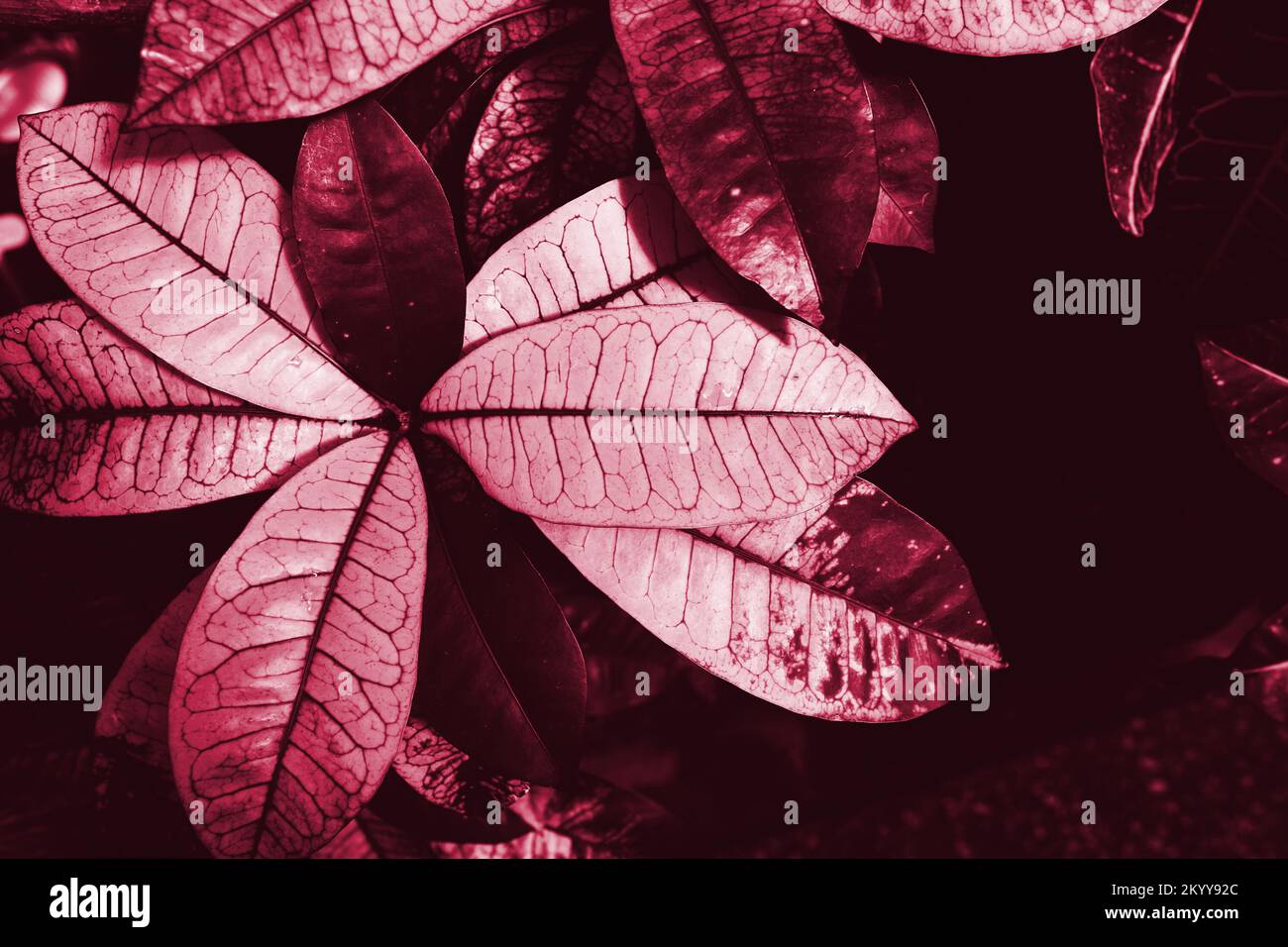 Viva Magenta beautiful view of plant in monochrome color. Forest Viva ...