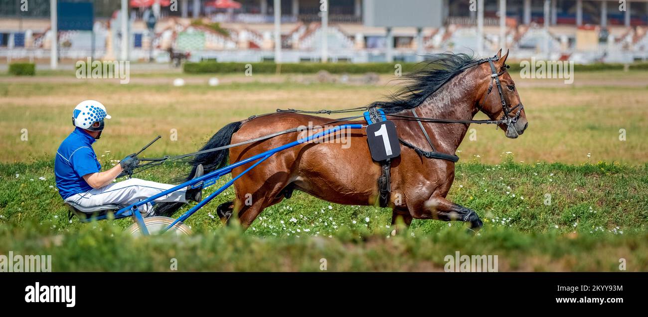 Jockey and horse. Trotting horse race. Race in harness with a sulky or ...