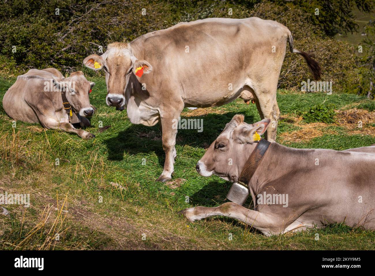 Alpine cows in Engadine valley, Swiss Alps, Switzerland Stock Photo - Alamy