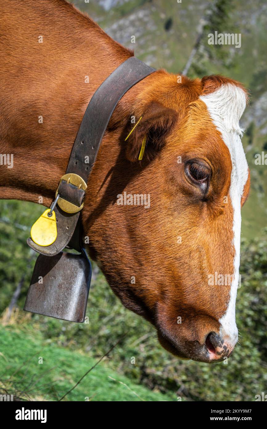 Alpine cows in Engadine valley, Swiss Alps, Switzerland Stock Photo - Alamy
