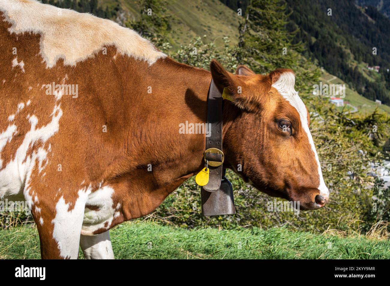 Alpine cows in Engadine valley, Swiss Alps, Switzerland Stock Photo - Alamy