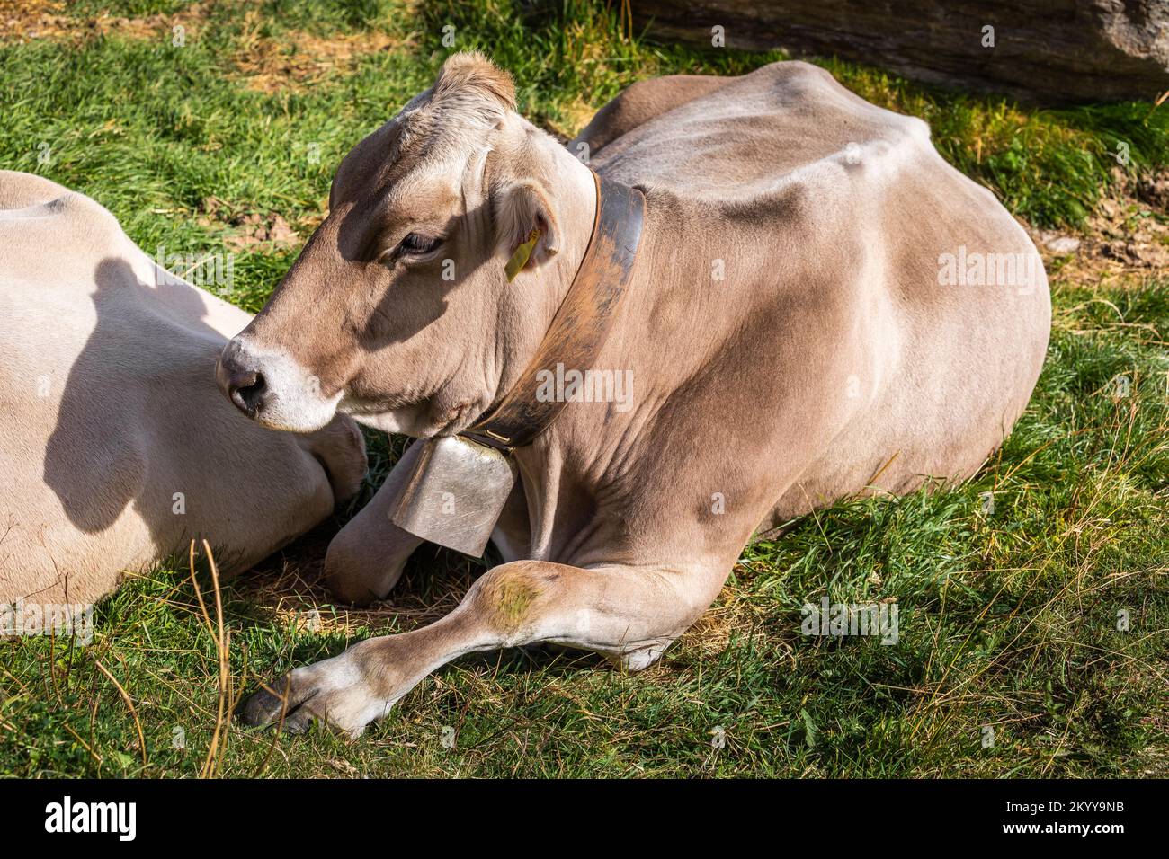 Alpine cows in Engadine valley, Swiss Alps, Switzerland Stock Photo - Alamy