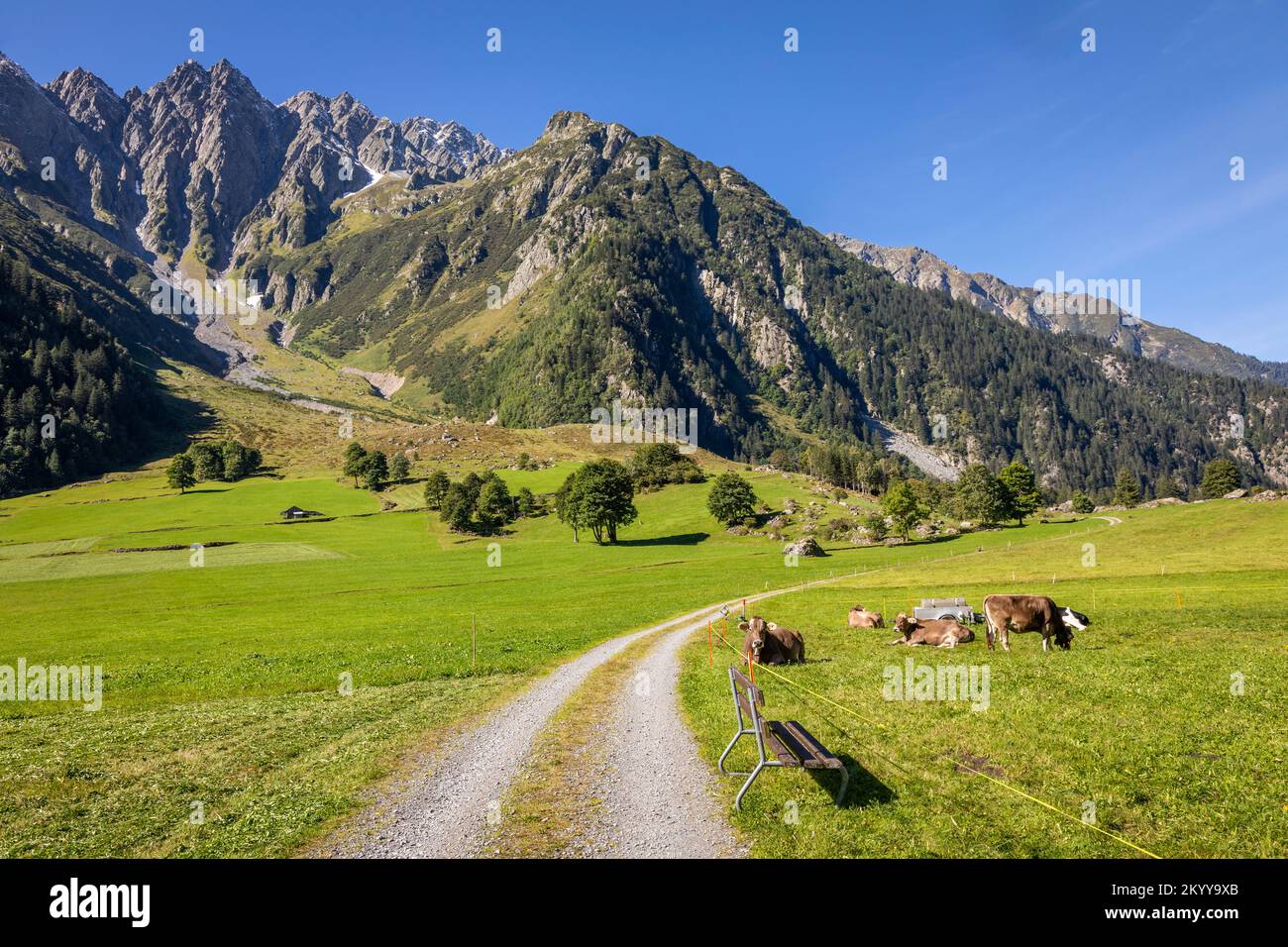 Alpine country road and cows in Engadine valley, Swiss Alps ...