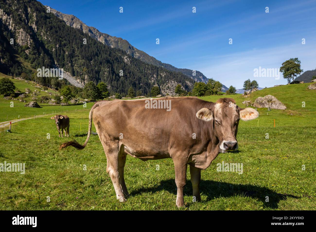 Swiss farm cows interlaken hi-res stock photography and images - Alamy