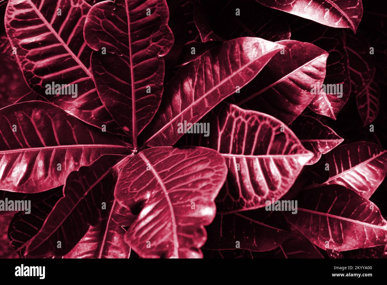 Viva Magenta beautiful view of plant in monochrome color. Forest Viva ...