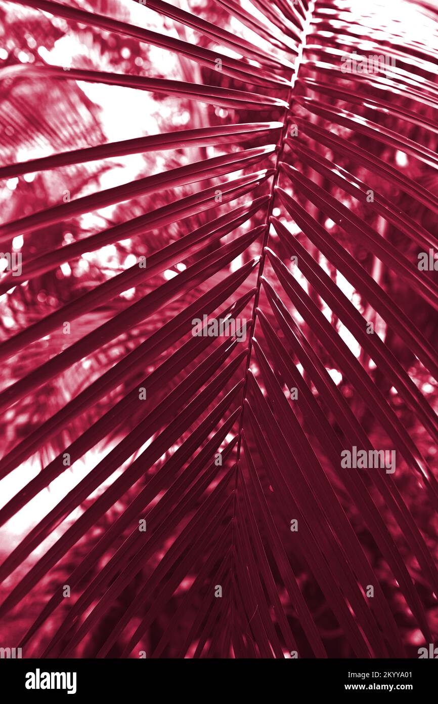 Viva Magenta beautiful view of plant in monochrome color. Forest Viva ...