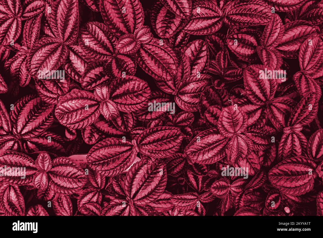 Viva Magenta beautiful view of plant in monochrome color. Forest Viva ...