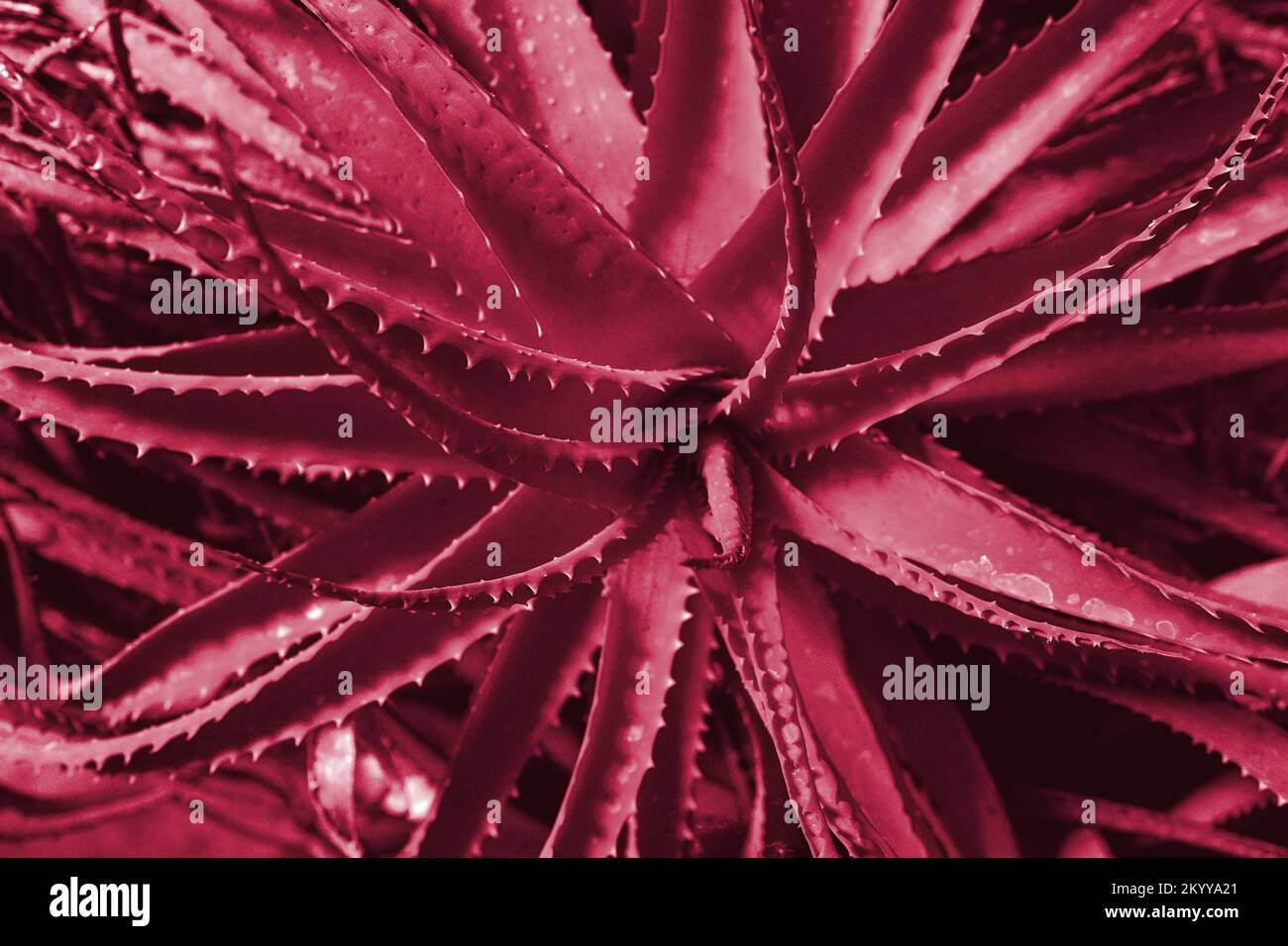 Viva Magenta beautiful view of plant in monochrome color. Forest Viva ...