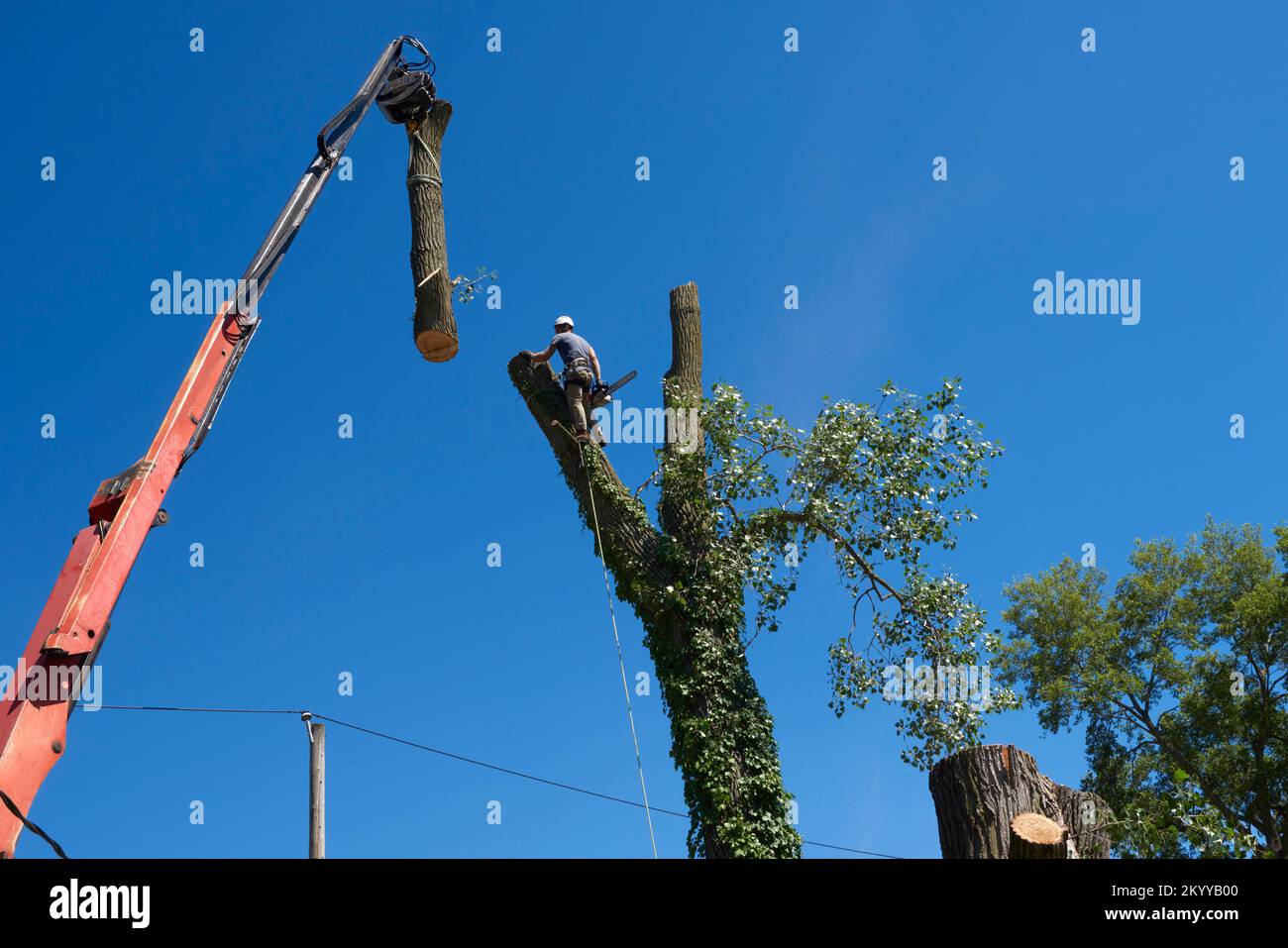 Truck crane lowering cottonwood log in an residential neighborhood as ...