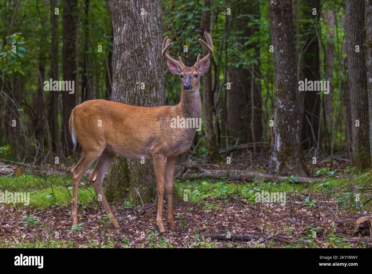 White-tailed buck in a northern Wisconsin woodland Stock Photo - Alamy