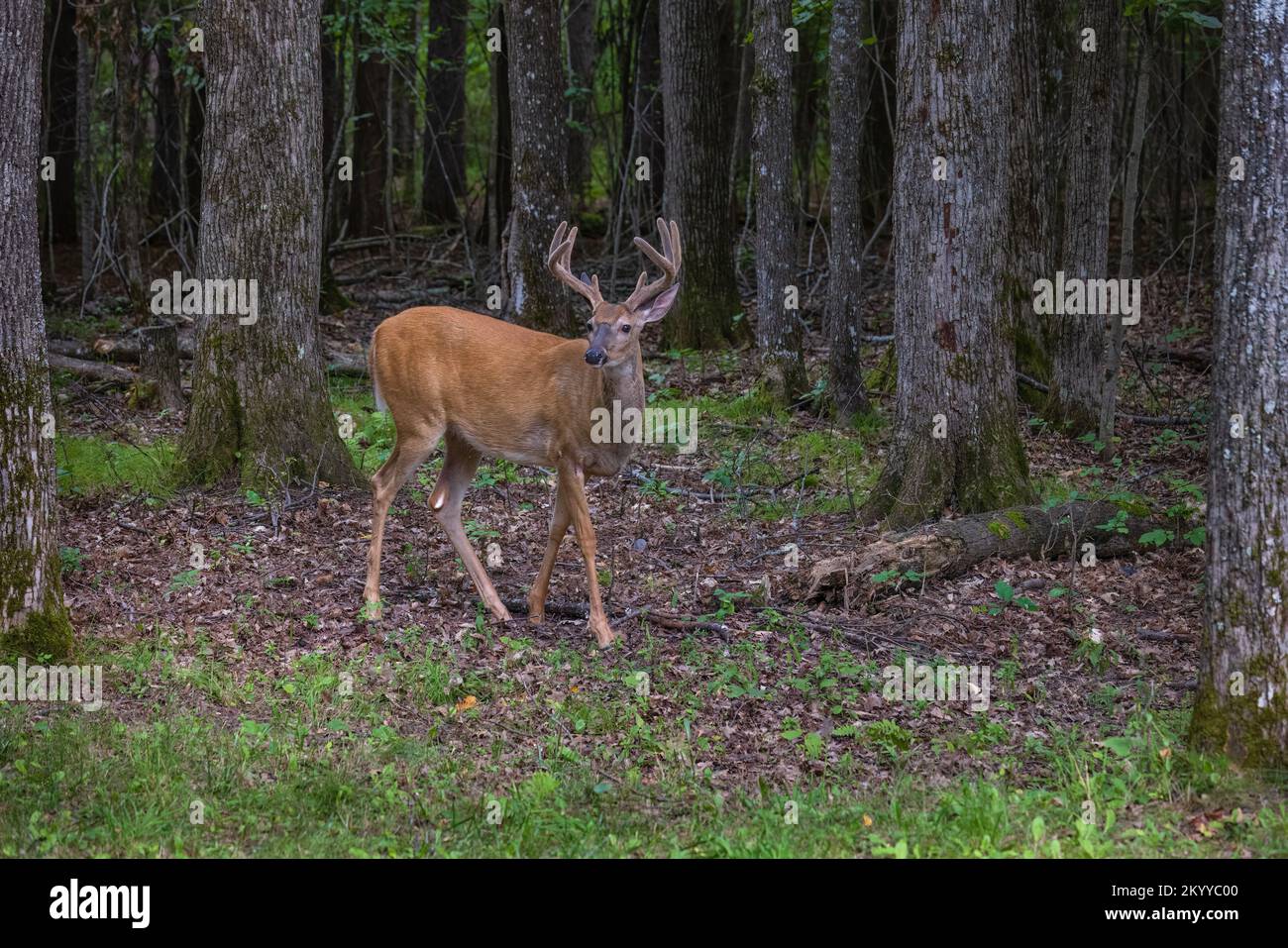 White-tailed buck in a northern Wisconsin woodland Stock Photo - Alamy