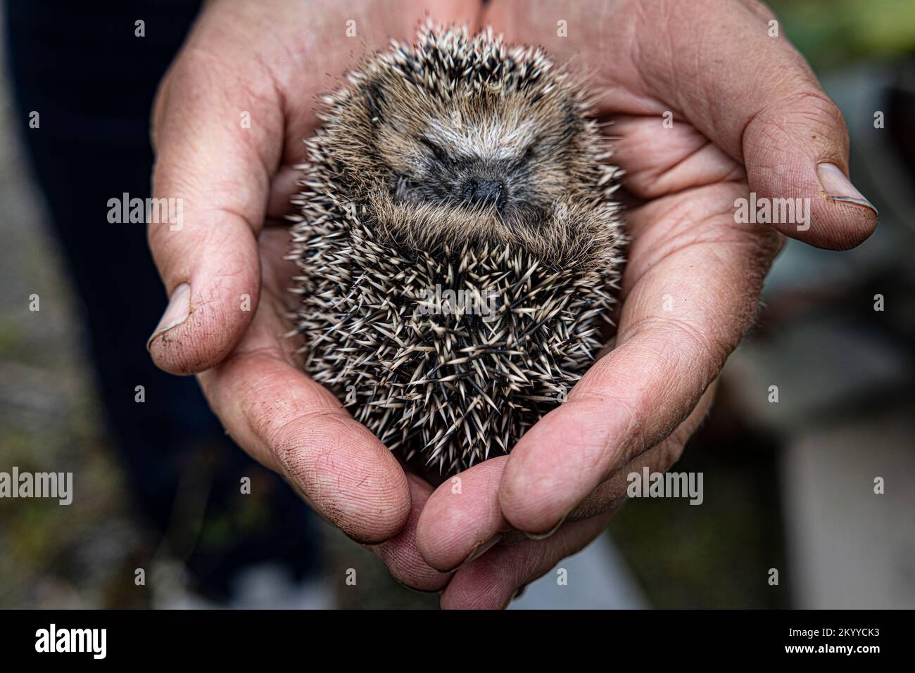 Hedgehog baby in hand Stock Photo - Alamy