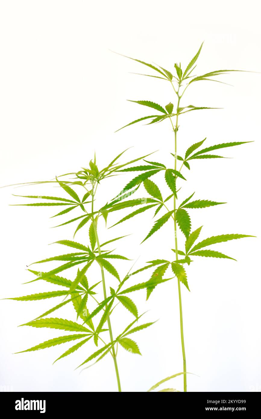 Cannabis or Marijuana leaves plants on white background Stock Photo - Alamy